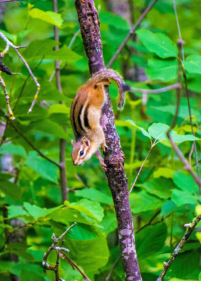 Meet the local welcoming committee! This little guy's got more energy than a squirrel after raiding a coffee shop.
