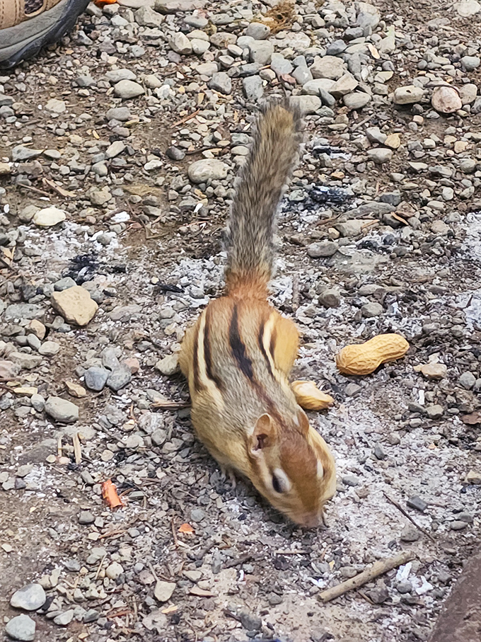 Aroostook's own nutty professor. This little guy's giving a master class in peanut appreciation.