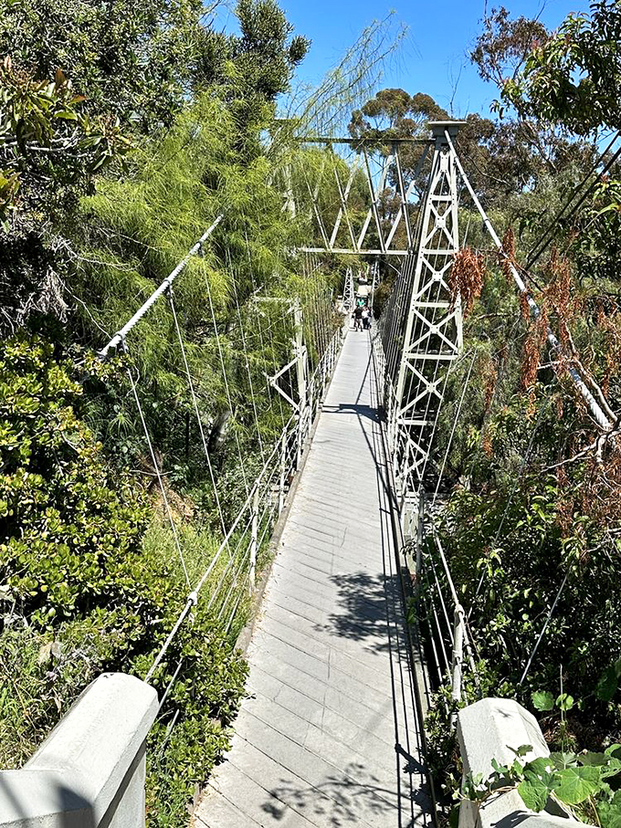 Bird's eye view? Try squirrel's eye view! This bridge puts you eye-to-leaf with nature's high-rise apartments.