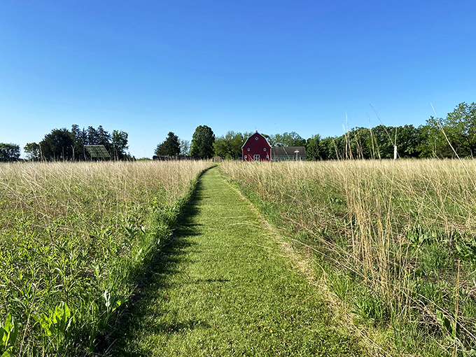 Who needs a yellow brick road when you've got this golden path? Follow it to discover Henderson's hidden treasures.