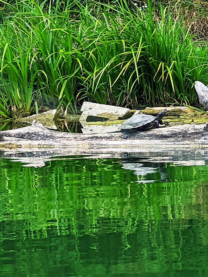 Turtle-y awesome wildlife spotting! This little guy's living proof that slow and steady wins the race to the best sunbathing spots.