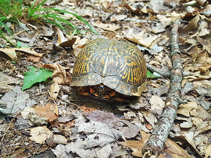 Meet the park's slowest resident. This turtle's got places to be, things to do, at a whopping 0.3 miles per hour!