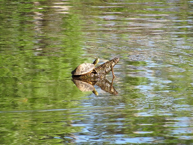 Meet the local sunbather! This turtle's got the right idea about how to spend a lazy afternoon.