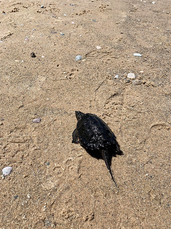 Meet the park's tiniest sunbather. This little guy's got the right idea about beach life.