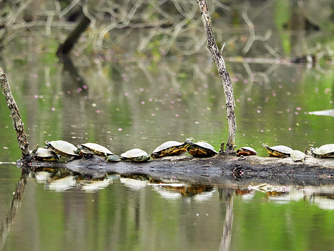 Turtle beach party! These shelled sunbathers know the best spot for catching rays. No sunscreen needed when you carry your own umbrella.