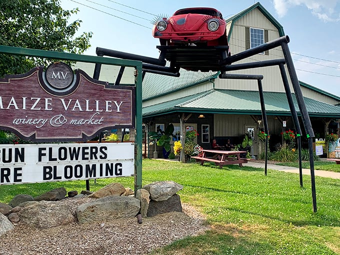 Maize Valley Winery: Where wine meets... everything else! From craft beer to pig races, this place is Ohio's Swiss Army knife of fun.