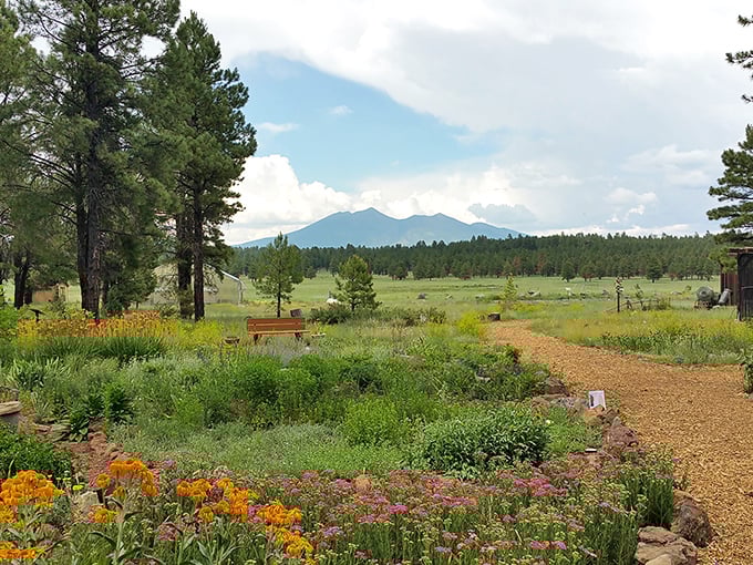 The Arboretum at Flagstaff: Where wildflowers go to show off! This meadow is nature's way of saying, "Eat your heart out, impressionist painters!"