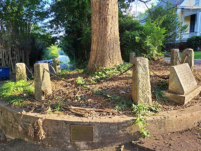 Meet Athens' most rooted resident! This self-owning oak tree is living proof that you're never too old to branch out.