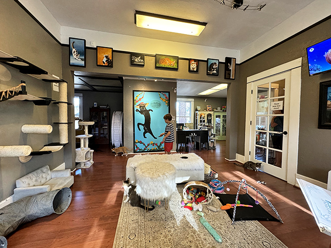 This isn't just a cat cafe, it's a feline finishing school. Watch as cats master the art of napping in plain sight.