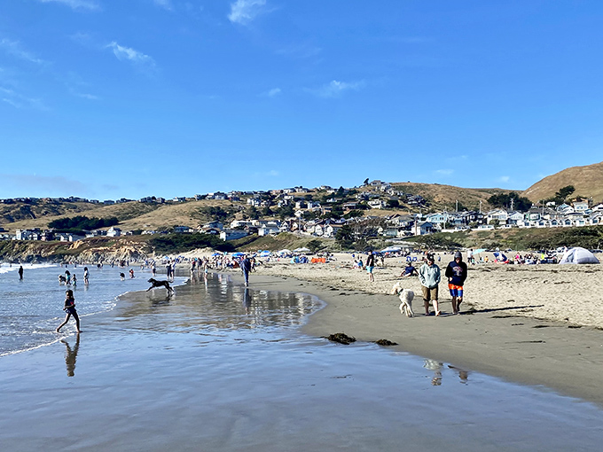 Pure joy! Chasing balls and running through the shallows with a big smile at sunny Dillon Beach.