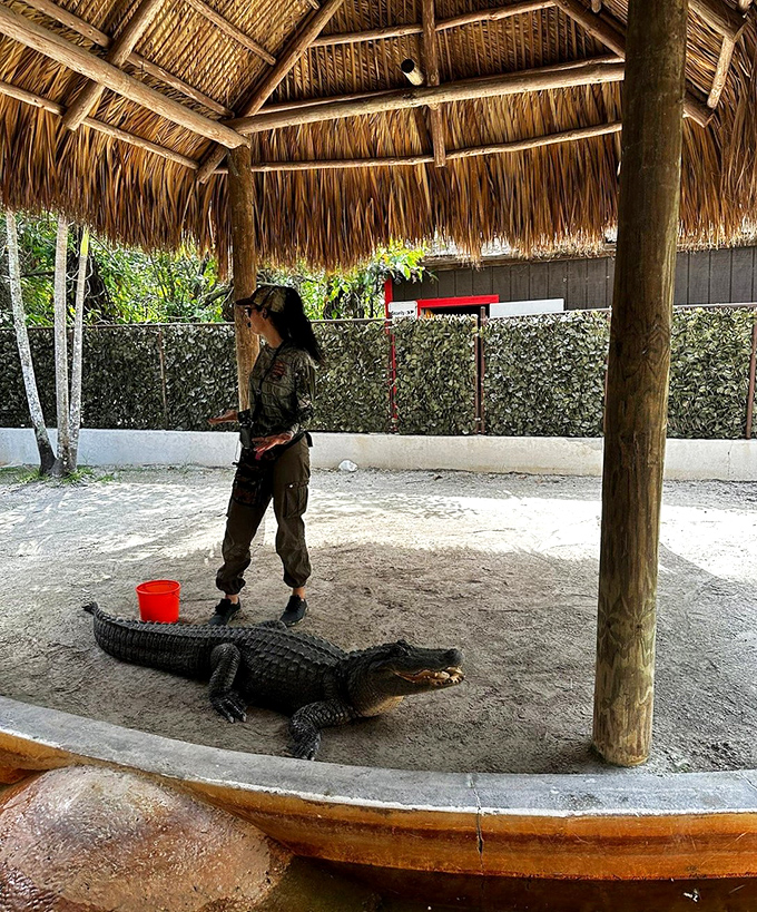 Crikey! Get your Crocodile Dundee on at Everglades Safari Park. No accent required, mate!