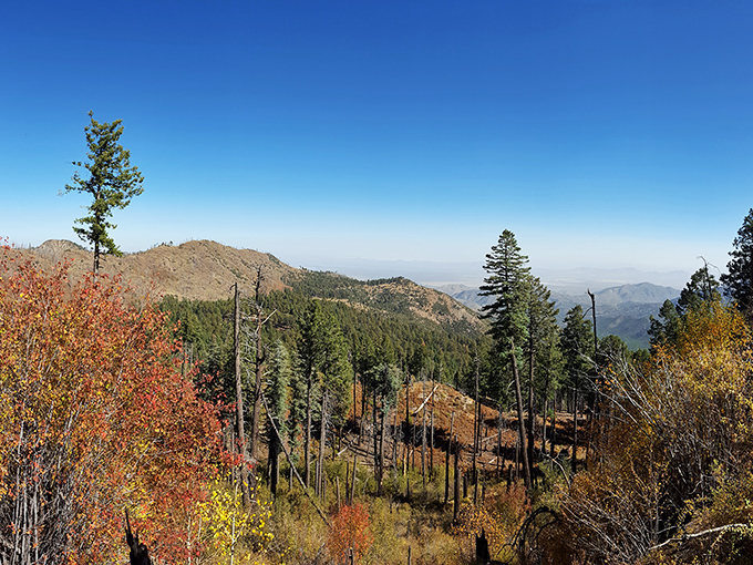 Pines, firs, and rock formations that look like nature's modern art exhibit. Rustler Park is Arizona's answer to the Guggenheim.