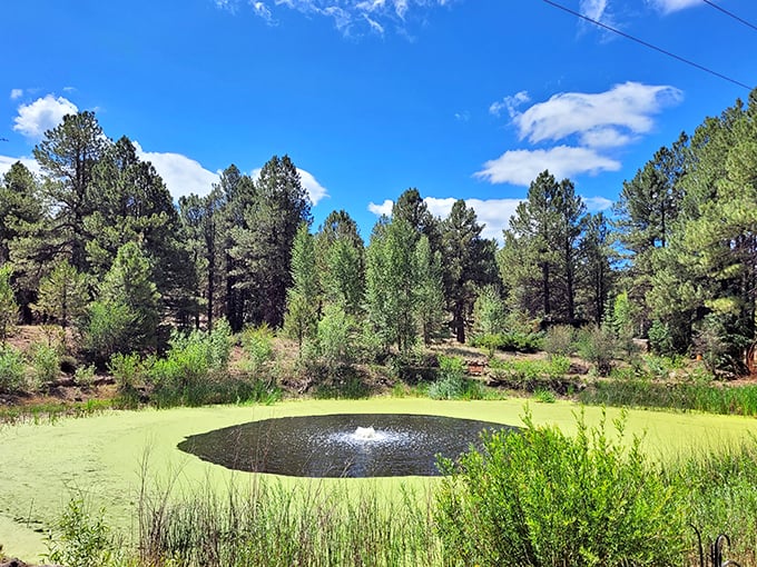 Pine-ing for some mountain air? This arboretum delivers forest vibes that'll have you yodeling with joy (please don't actually yodel).