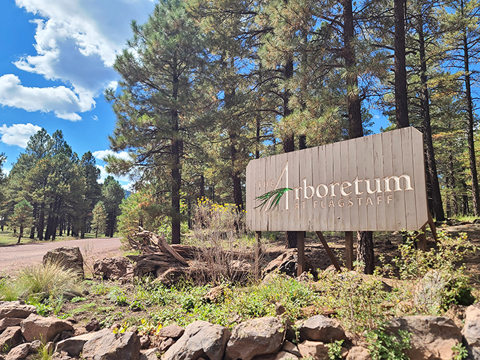 Trees reaching for the sky, flowers painting the ground. It's like Mother Nature's own art gallery, curated by the coolest botanist in town.