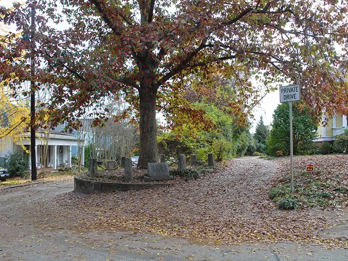 The ultimate tree-house? This leafy landowner in Athens has more property rights than most humans. Talk about putting down roots!