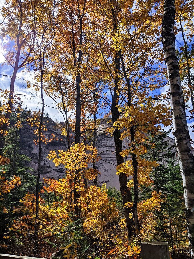 Fall fashion show, Michigan style. The trees are dressed to impress, and they're not afraid to flaunt it.