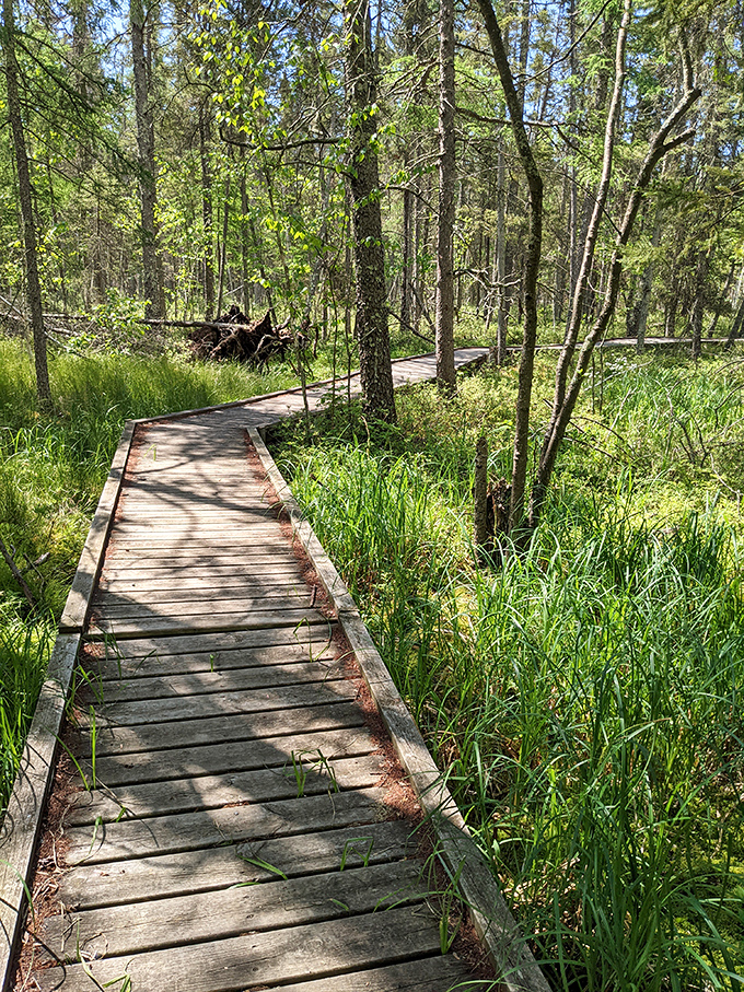 Who needs a yellow brick road when you've got this wooden wonderland? It's like nature's own balance beam, minus the Olympic pressure.