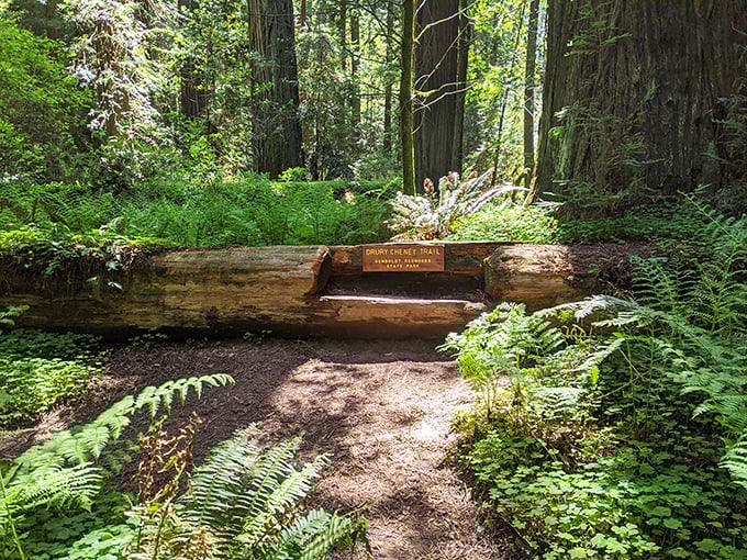 Nature's park bench: This carved log is the forest's way of saying, "Take a load off, friend. The trees aren't going anywhere."
