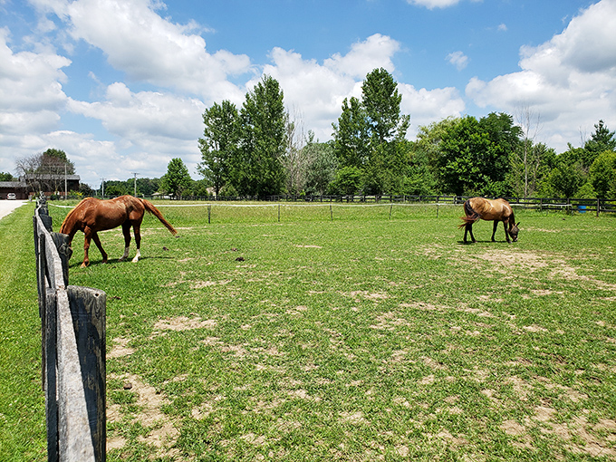 Hay there, beautiful! These majestic horses add a touch of country charm to your wine tasting experience. No horsing around with the vino, though!