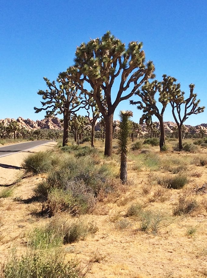 Joshua trees: the Dr. Seuss characters of the plant kingdom. They're quirky, they're funky, and they're definitely not your average tree next door.