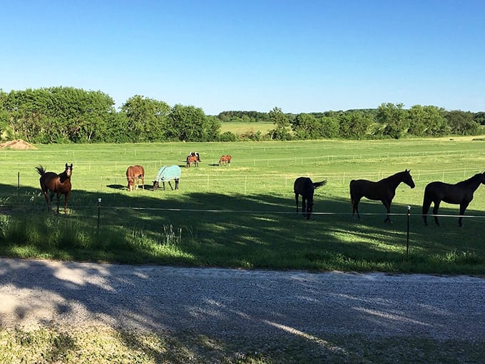 Horse around in Plymouth's countryside. It's like a real-life carousel, minus the calliope music and plus the fresh country air.