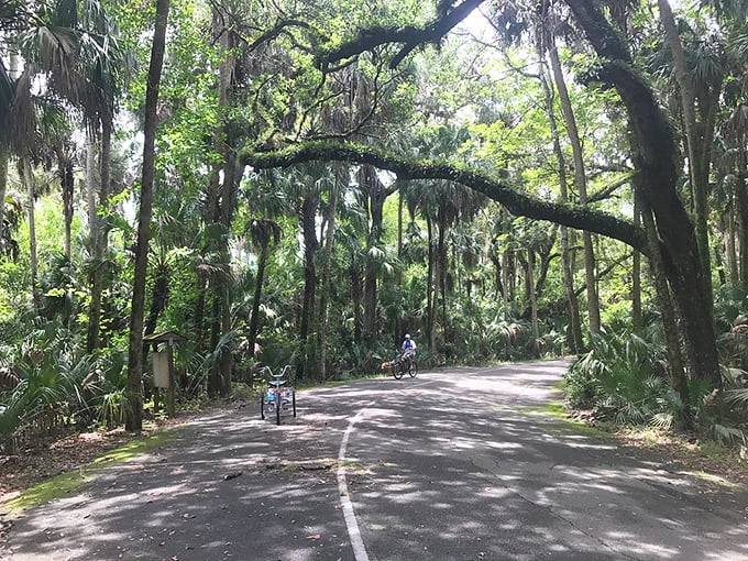 Welcome to nature's cathedral! This tree-lined road is like driving through a green, leafy time machine. No flux capacitor required.