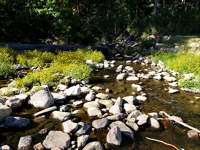 Rock 'n' roll meets babbling brook! This stream's soothing soundtrack could give any meditation app a run for its money.