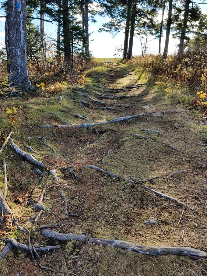 Nature's red carpet! This trail is inviting you to take a stroll through a wonderland where every step is an adventure. Paparazzi not included.