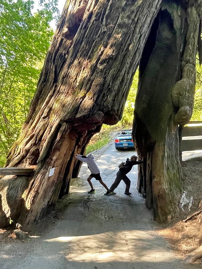 Redwood yoga: Where "tree pose" takes on a whole new meaning. These visitors are clearly branching out in their vacation activities.