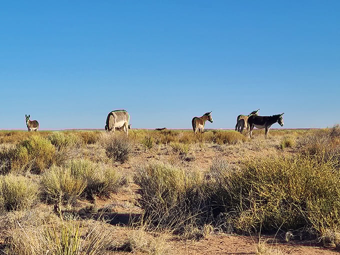 Wild West meets wildlife preserve. These curious creatures are the park's unofficial welcoming committee &ndash; no lasso required!