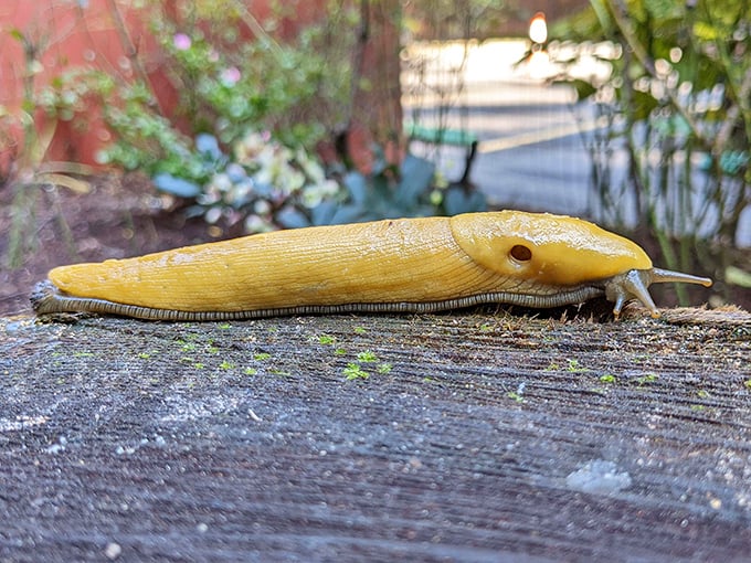 Even the wildlife gets weird here! This banana slug seems to have slipped right out of a psychedelic dream.