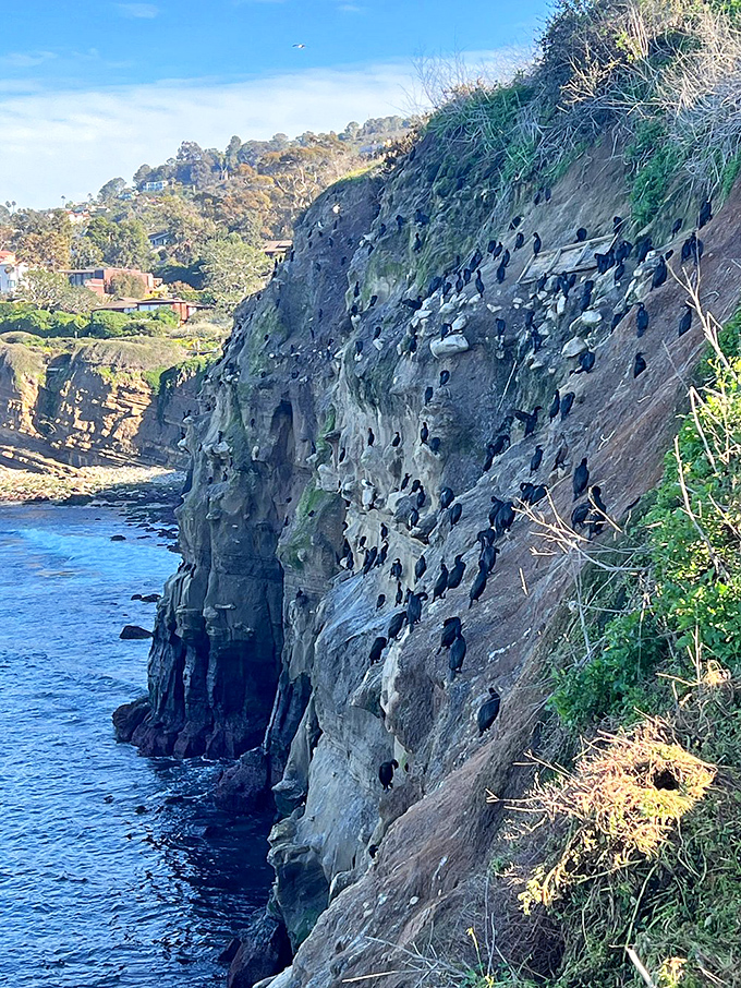Nature's condo complex: Prime real estate for our feathered and finned friends. No HOA fees required!