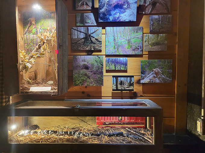 From Bigfoot calls to night vision goggles, this display has everything an aspiring Sasquatch hunter needs. CSI: Cryptid Edition, anyone?