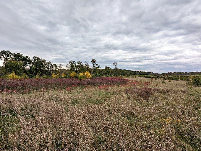 Nature's confetti! This burst of purple blooms is Wisconsin's way of saying, "Who needs Mardi Gras when you've got wildflowers?"