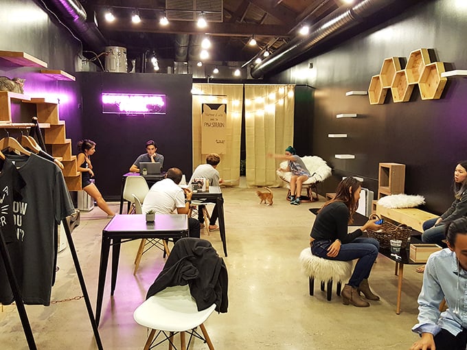 Where strangers become friends, united by their love of cats and coffee. It's like a support group, but with more purring and less talking.