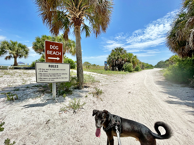 Doggy paradise found! At Fort De Soto's pet-friendly beach, every day is 'Bring Your Human to Work' day for our four-legged friends.