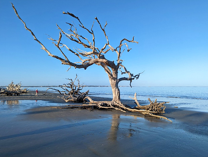 Tree-mendous views! This lone survivor stands tall, offering a perfect perch for contemplating life's mysteries&hellip; or just enjoying the breeze. 