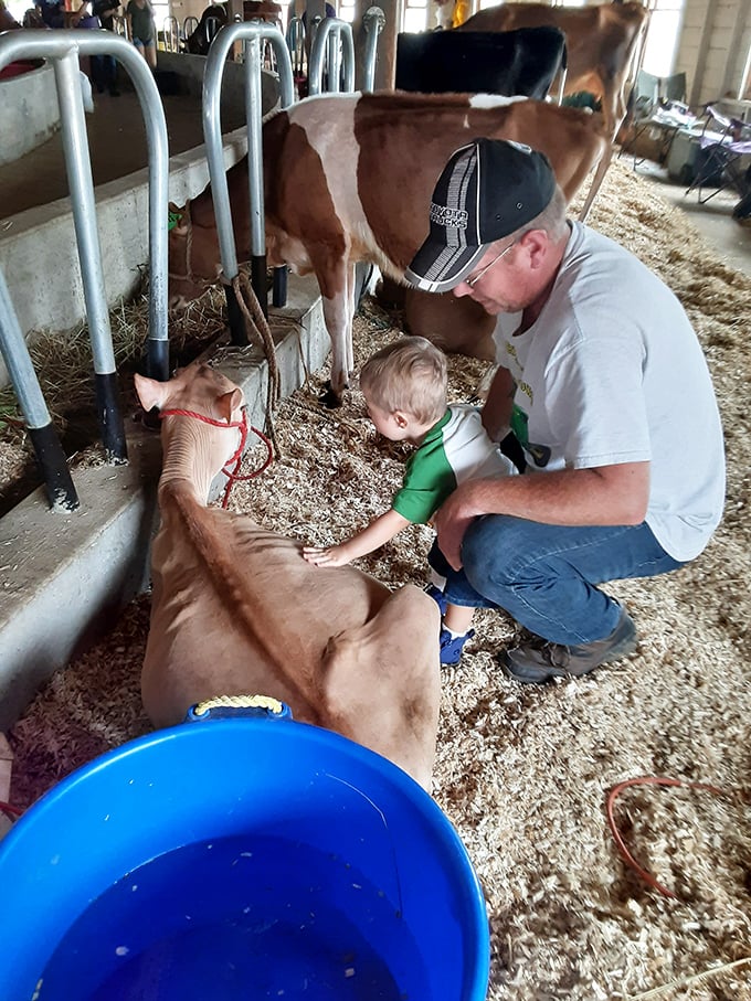 A touching moment of farm life. This father-son duo is getting up close and personal with the calves &ndash; talk about hands-on education!