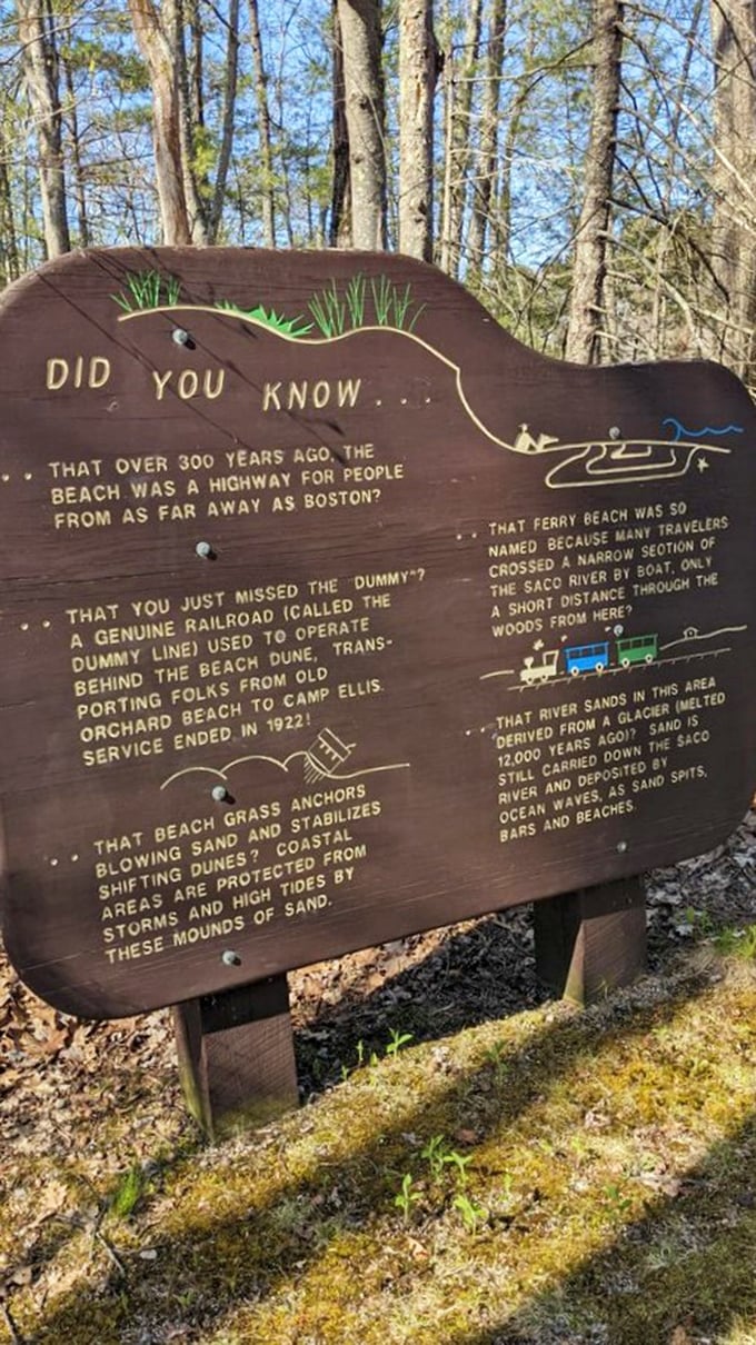 History lesson or treasure map? This sign spills more tea about Ferry Beach's past than a gossip column. Time to channel your inner Indiana Jones!