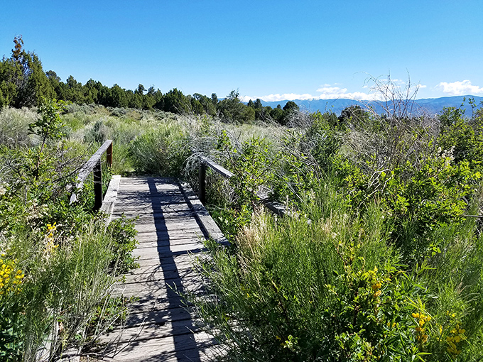 Who says the desert can't be lush? This verdant scene proves that with a little water and a lot of determination, life finds a way. 