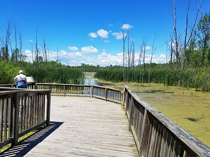 Marsh mellows? Not quite, but this boardwalk through the wetlands is just as sweet a treat for nature lovers.