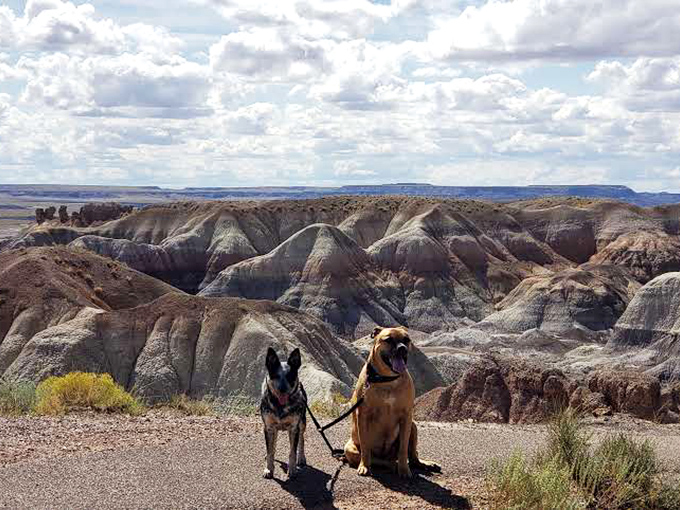 Canine critics give two paws up: Even dogs appreciate a good view, especially when it comes with 225 million years of history.