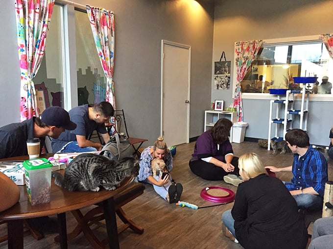 Kitty kindergarten in session! Watch as furry students master the art of play in this whimsical feline playground.