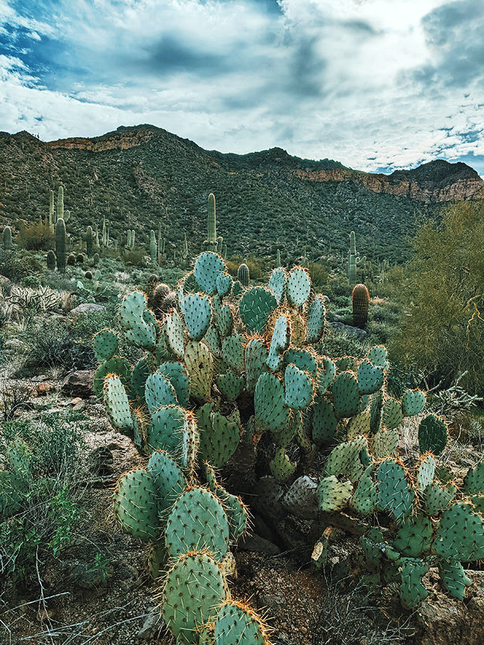Prickly paradise! These cacti stand tall like nature's own sculpture garden. Just remember: Look, but don't touch &ndash; unless you fancy a spiky souvenir!