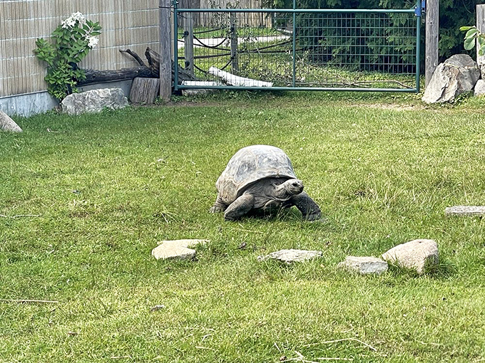 Slow and steady wins the race to your heart. This tortoise is living proof that good things come to those who wait&hellip; and wait&hellip; and wait.