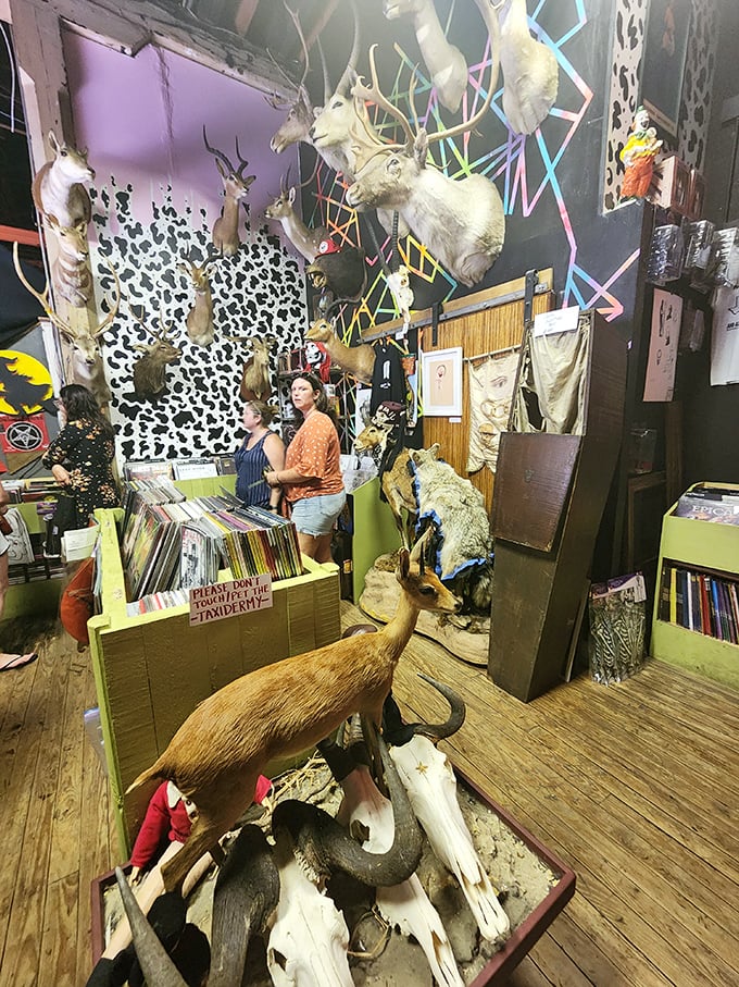 Step right up, folks! This corner of curiosities is where taxidermy meets whimsy, and every animal has a story to tell.