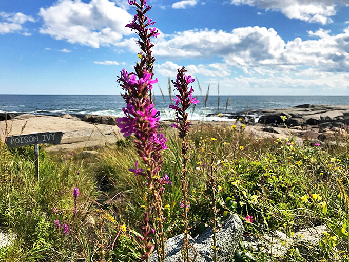 Who knew danger could be so beautiful? These wildflowers are the rebels of the plant world, thriving where others fear to bloom.