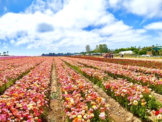 Rows of pink perfection march towards the horizon. It's as if someone unrolled the world's most colorful carpet, and we're all invited to the party.