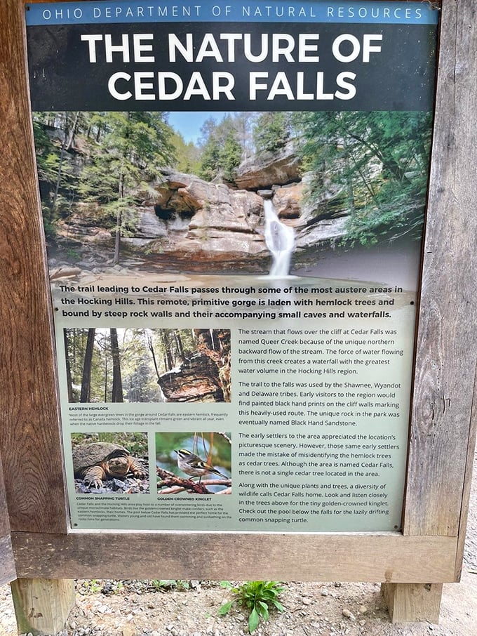 Nature's own Wikipedia page! This sign spills the tea on Cedar Falls, proving that Mother Nature is the ultimate storyteller.