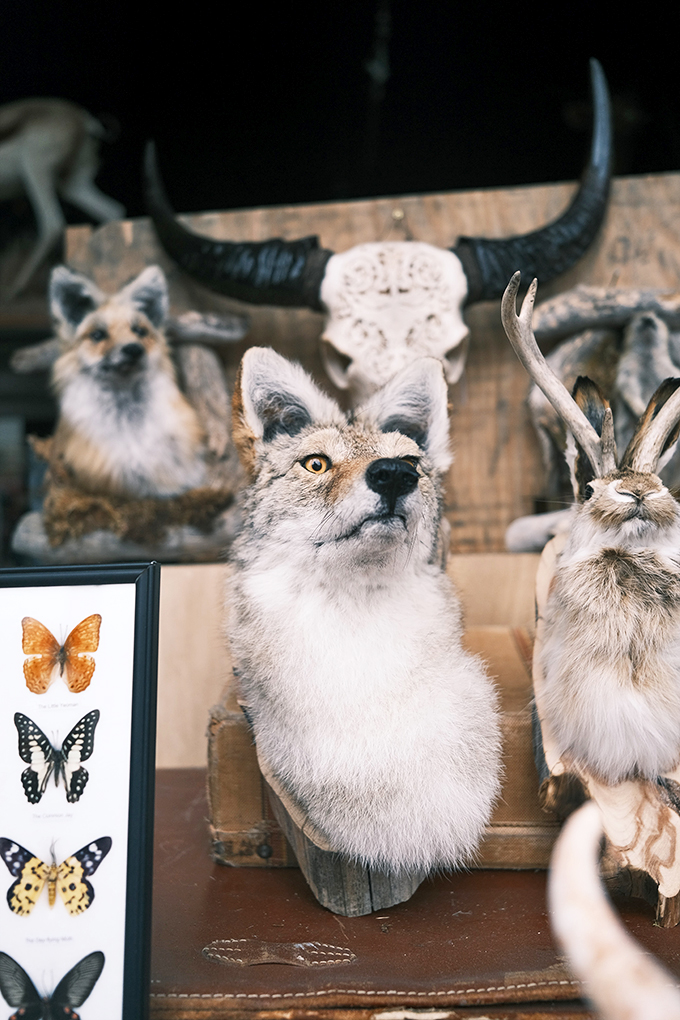 The ultimate staring contest! These preserved creatures seem to ask, "Who's really watching whom?" in this mesmerizing menagerie.